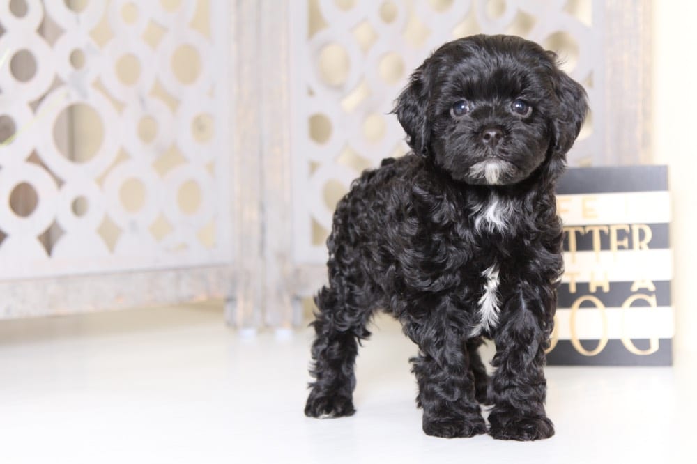 Are Cavapoos Easy To House Train