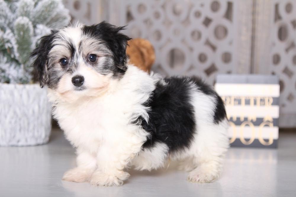 Hero - Handsome Havachon - Puppies Online