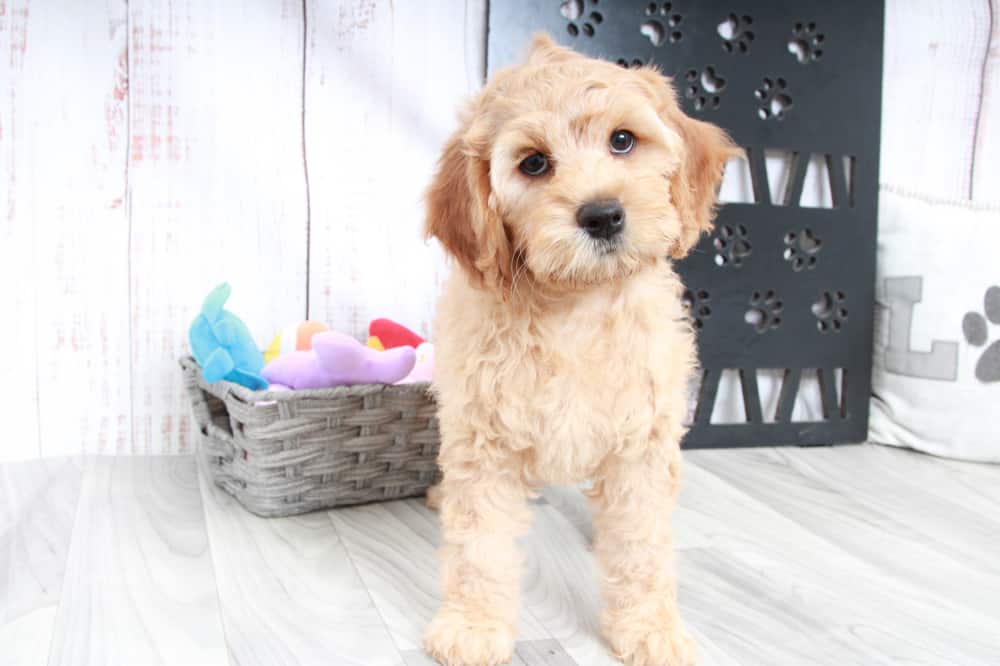 Honey - Outgoing Red Female Cavapoo Puppy - Puppies Online