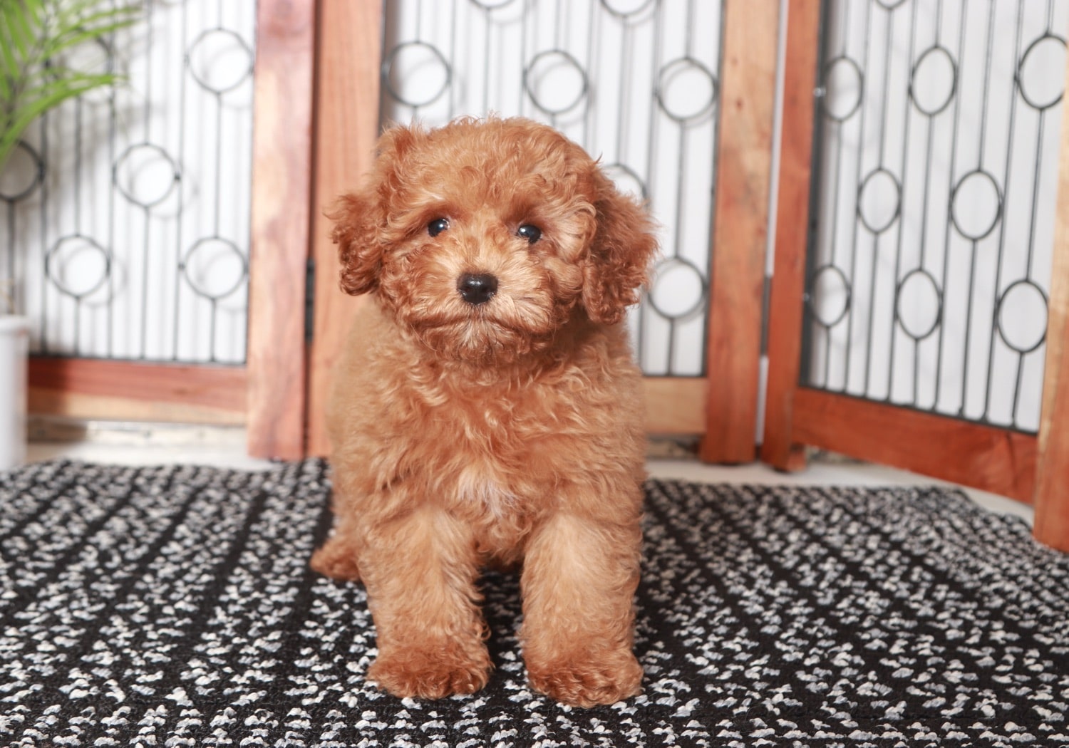 Huck - Wonderful Little F1B Male Cavapoo Puppy - Puppies Online