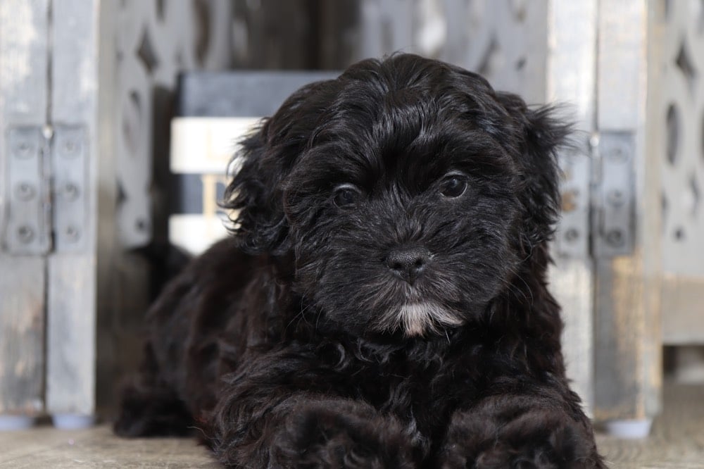 Hunk - Cute male Shih Poo - Puppies Online