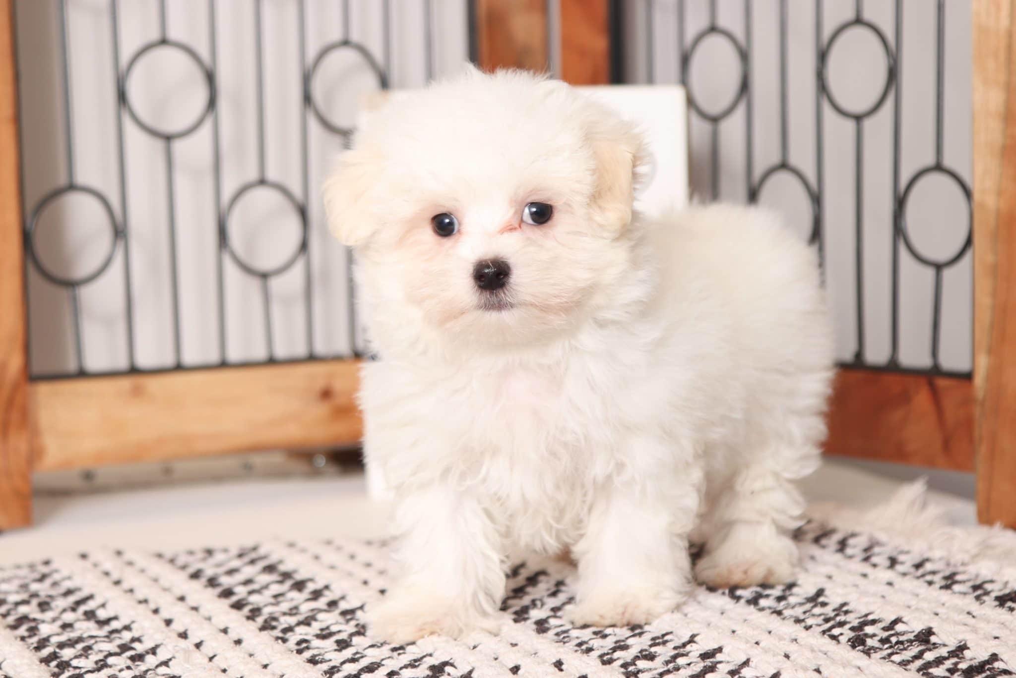 Ice - Stunning Little ICA Male Maltese Puppy - Puppies Online