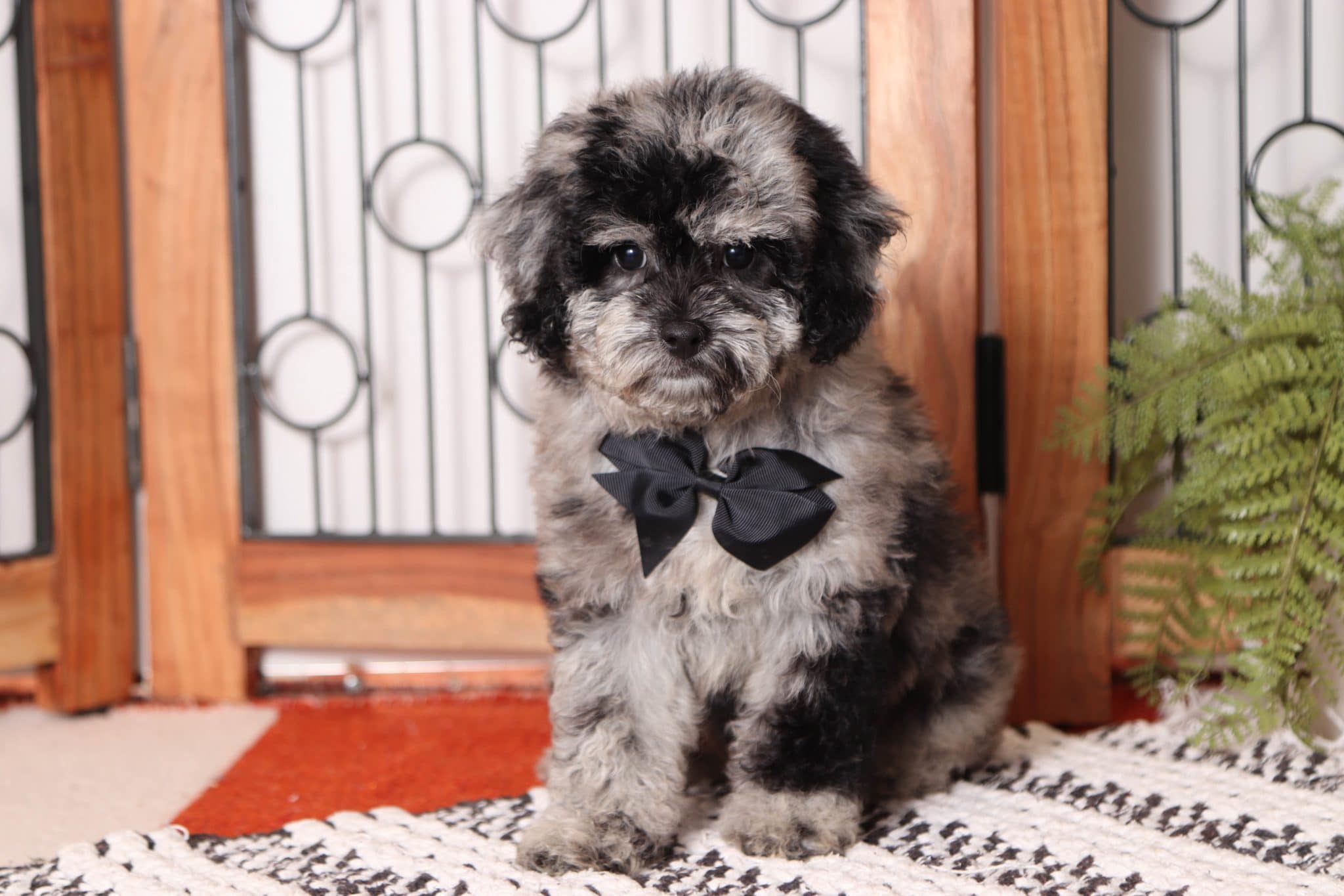 Iris - Beautiful Merle Female Poochon Puppy - Puppies Online