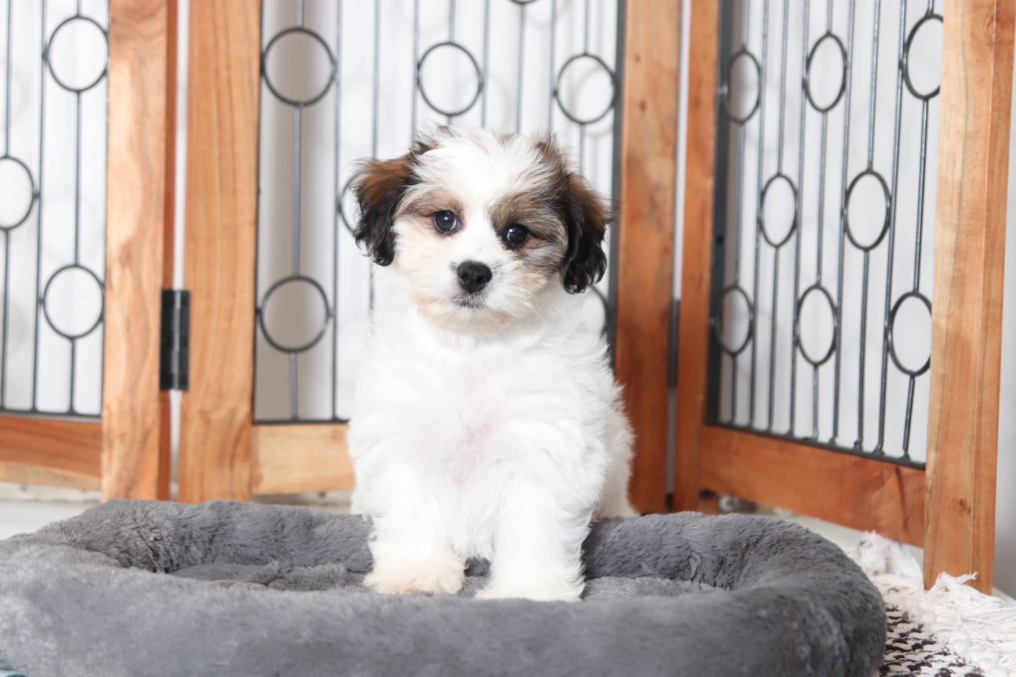 Isaac - Darling Male Teddy Bear Puppy - Puppies Online