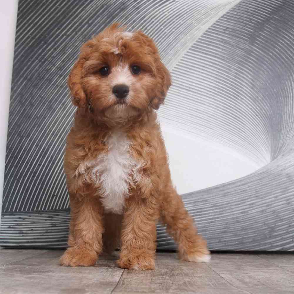Velma - Lovely Little Female Cavapoo Puppy - Puppies Online