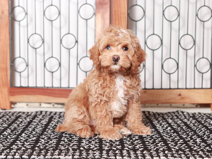Ivy - Loving Little Female Cockapoo Puppy - Puppies Online