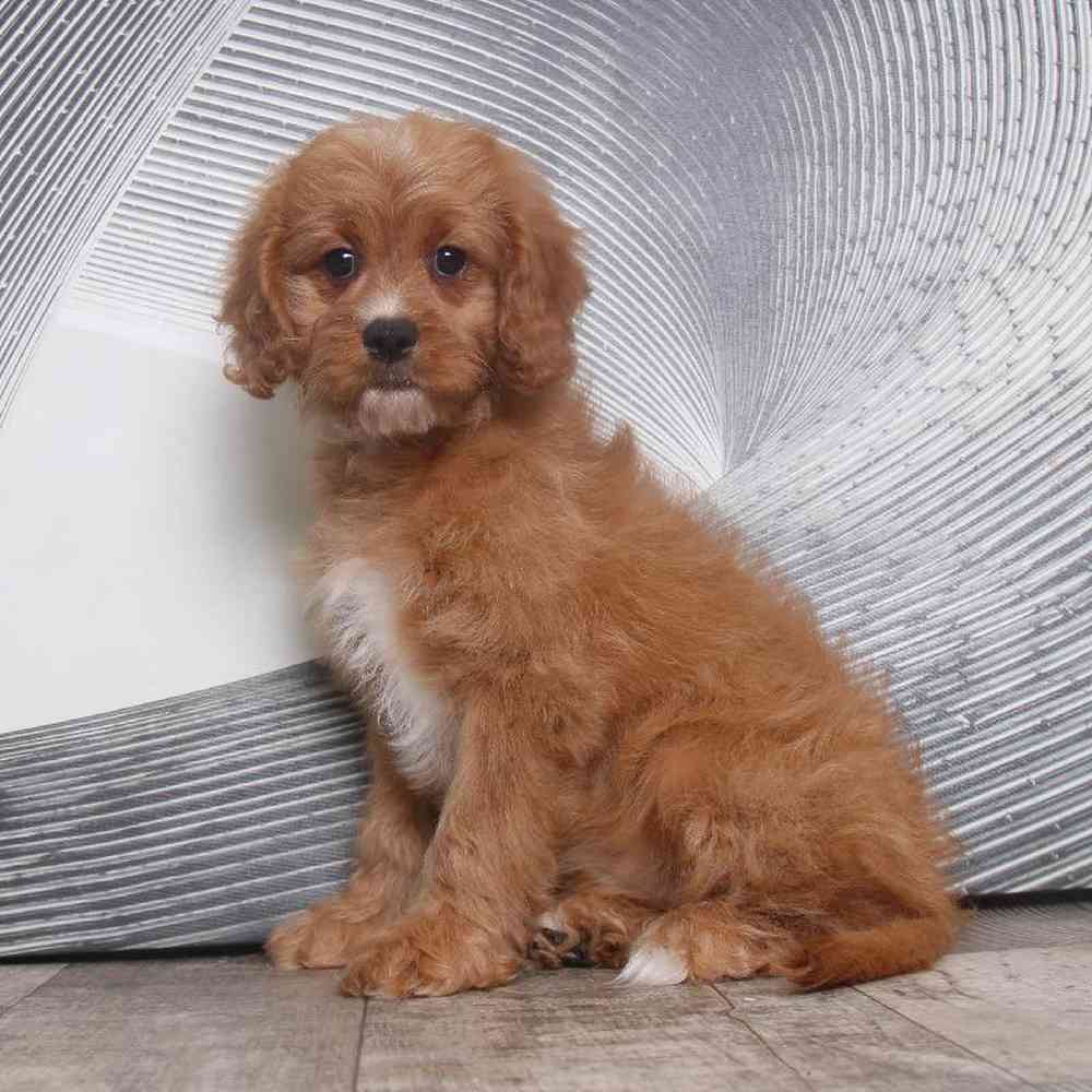 Yara - Intelligent Little Female Cavapoo Puppy - Puppies Online