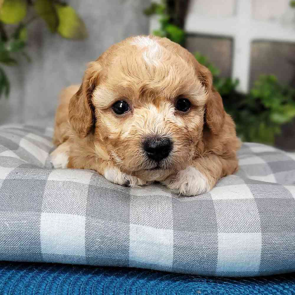 James - Male F1B Cavapoo Puppy For Sale - Puppies Online
