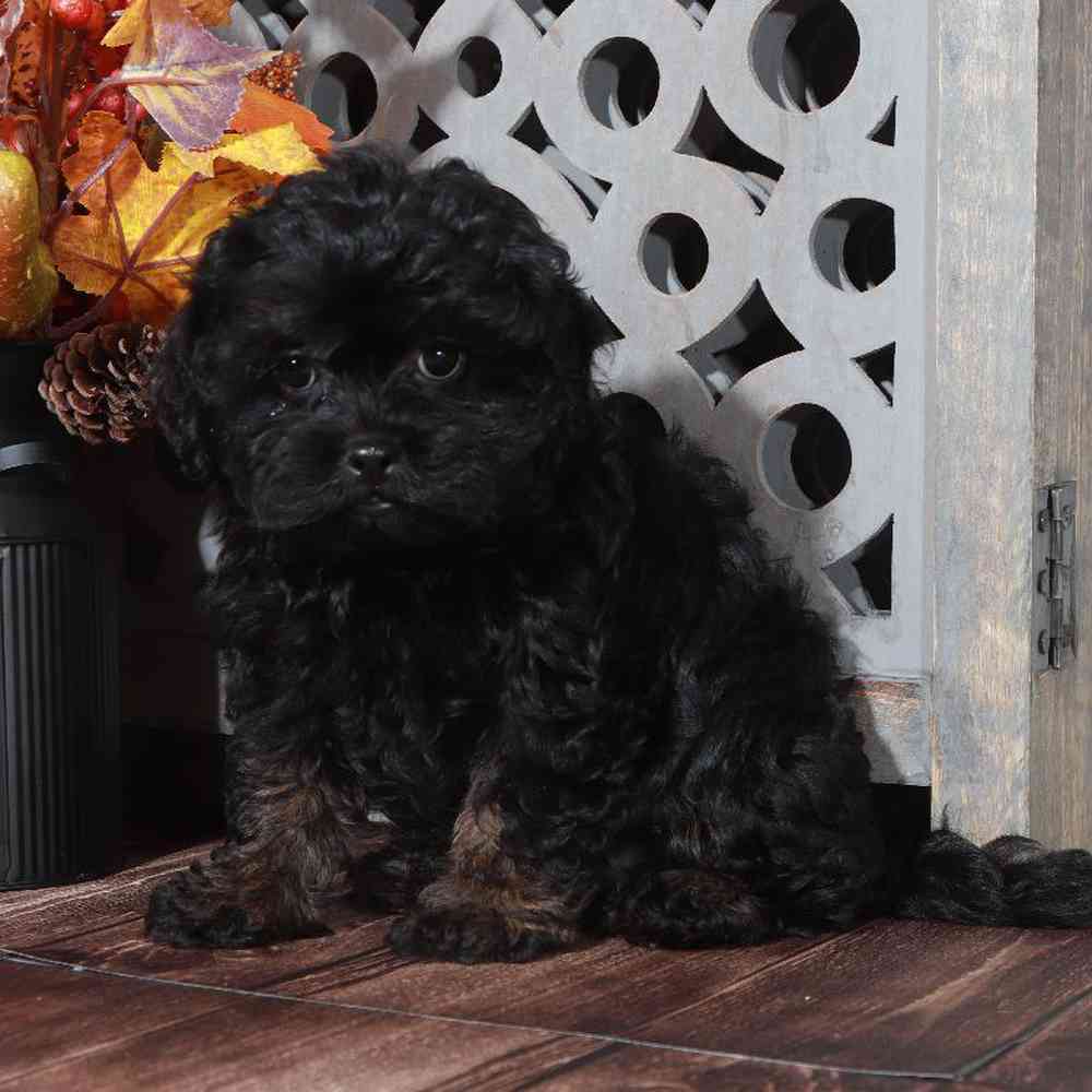 Jeanette - Delightful Female ShihPoo - Puppies Online