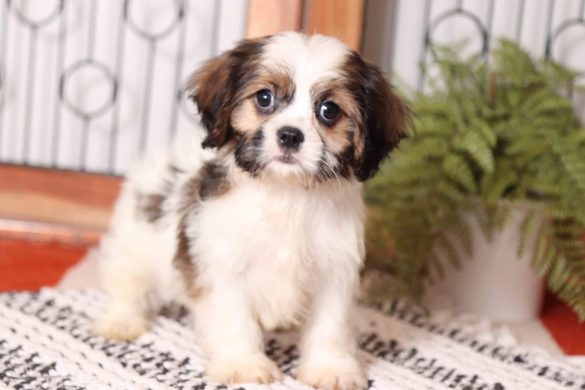 Jasper - Handsome Little Male Cava-tzu Puppy - Puppies Online