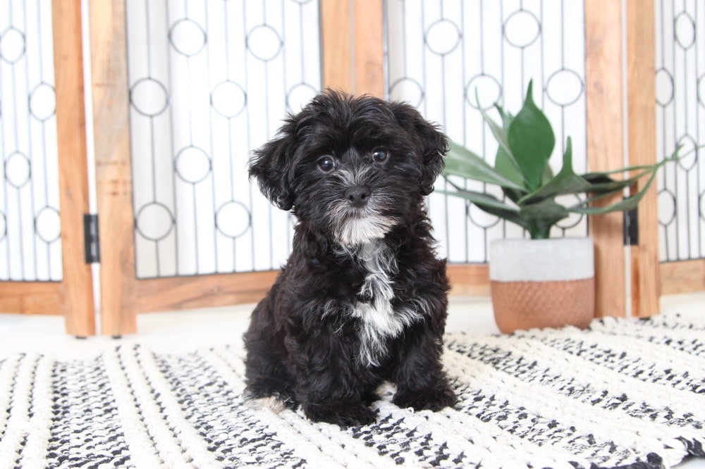 Jessica- Joyful Little Female Yorkie-Poo Puppy - Puppies Online