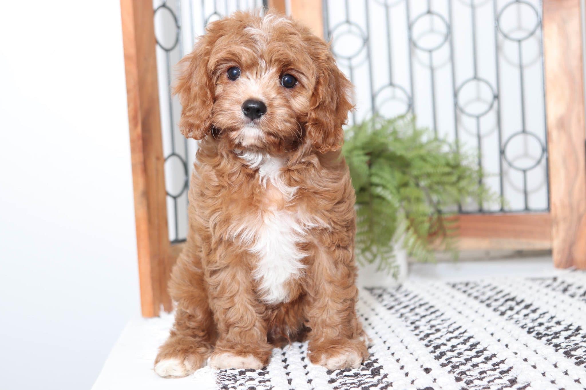 Jinx - Awesome (Red) Male Cavapoo Puppy - Puppies Online