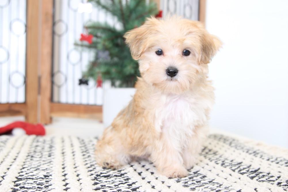 Joseph- Handsome Male Morkie Puppy - Puppies Online