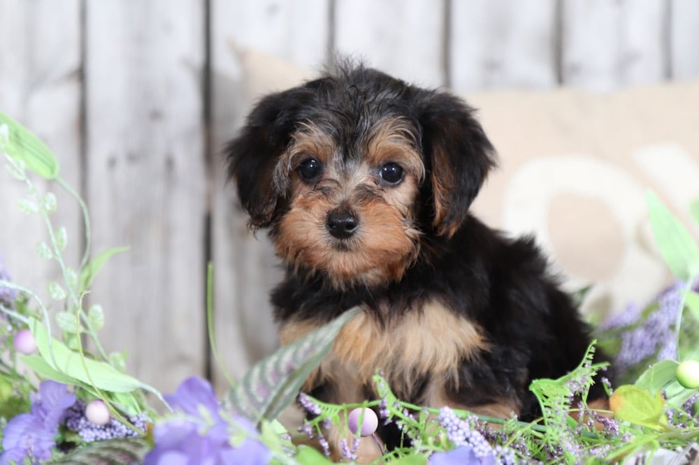 June - Fancy Yorkie Poo - Puppies Online