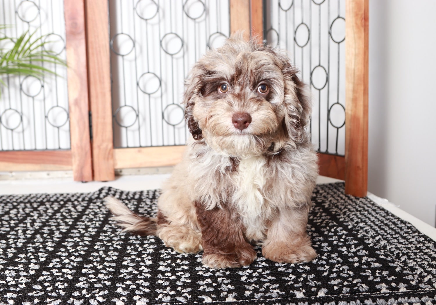 Kahlua - Amazing Chocolate Merle Male F1B Aussie-Poo Puppy - Puppies Online