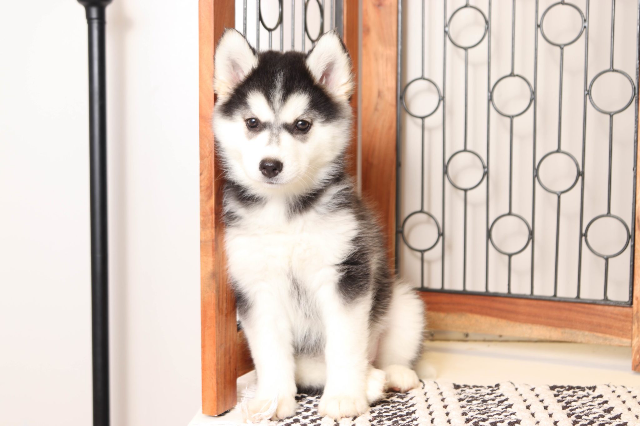 Katniss - Wonderful Little Female Pomsky Puppy - Puppies Online