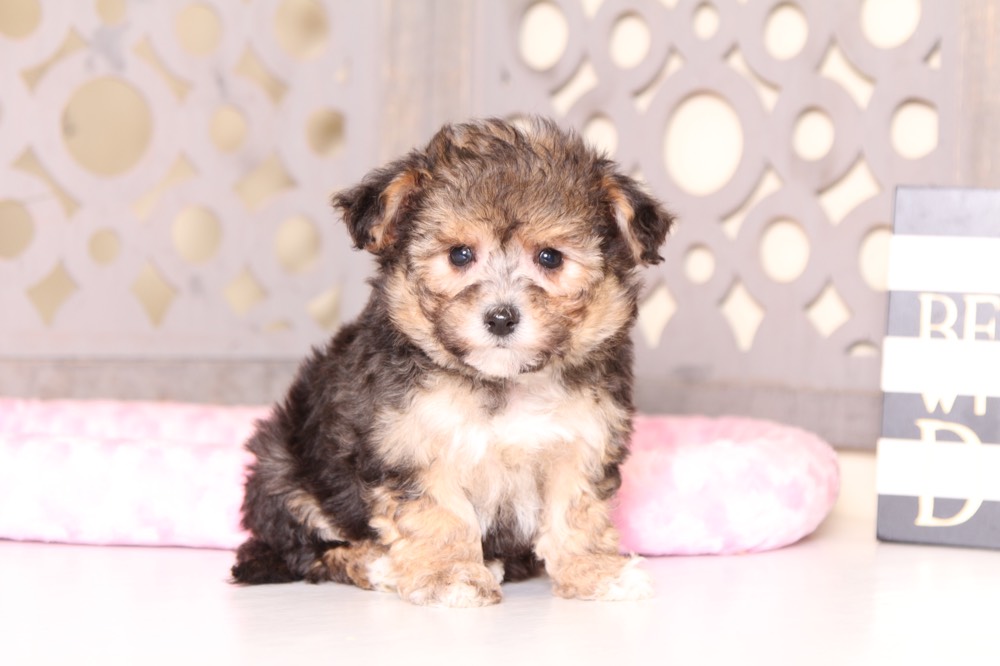 Kit - Fancy Yorkie Poo - Puppies Online