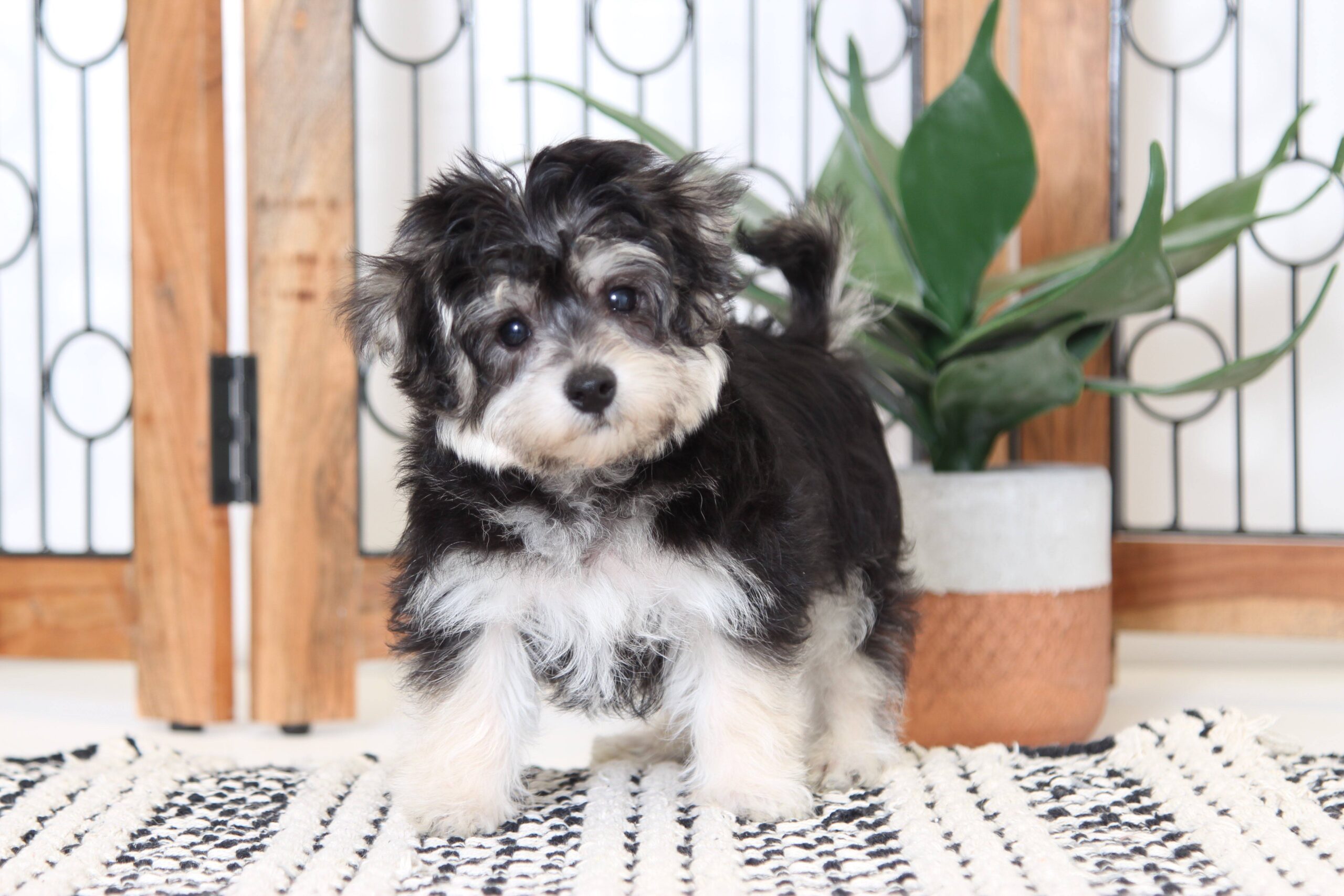 Koby- Handsome Male Teddy Bear Puppy - Puppies Online