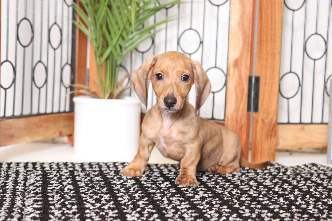 Kolt- Awesome Male ACA Dachshund Puppy - Puppies Online