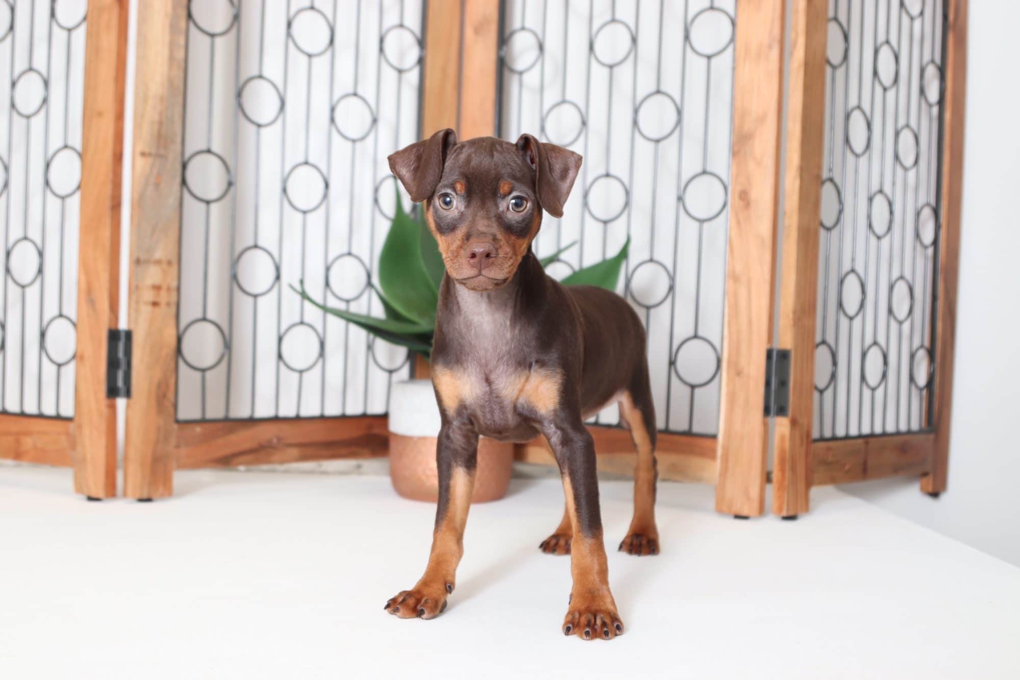 Leno - Handsome Male ICA Miniature Pinscher Puppy - Puppies Online