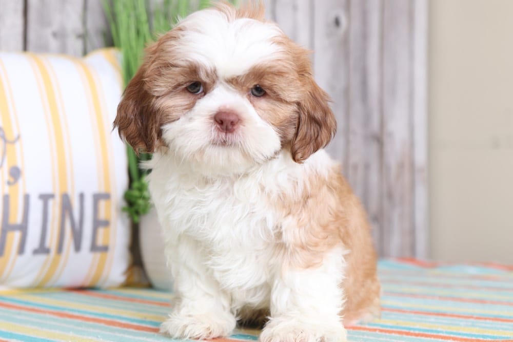 Leroy - Prancing Shih Tzu - Puppies Online