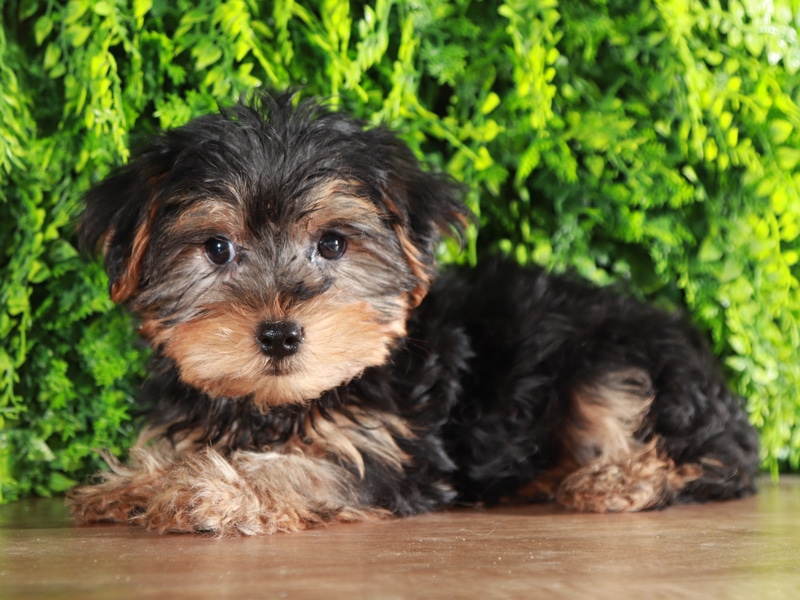 Leroy Handsome Yorkie - Puppies Online
