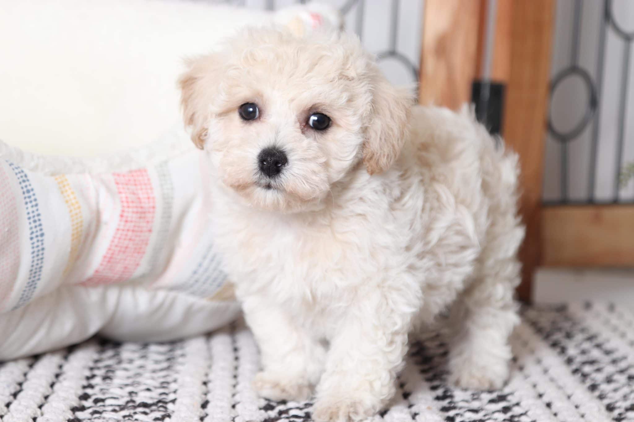 Lucky - Handsome Male Cream Poochon Puppy - Puppies Online
