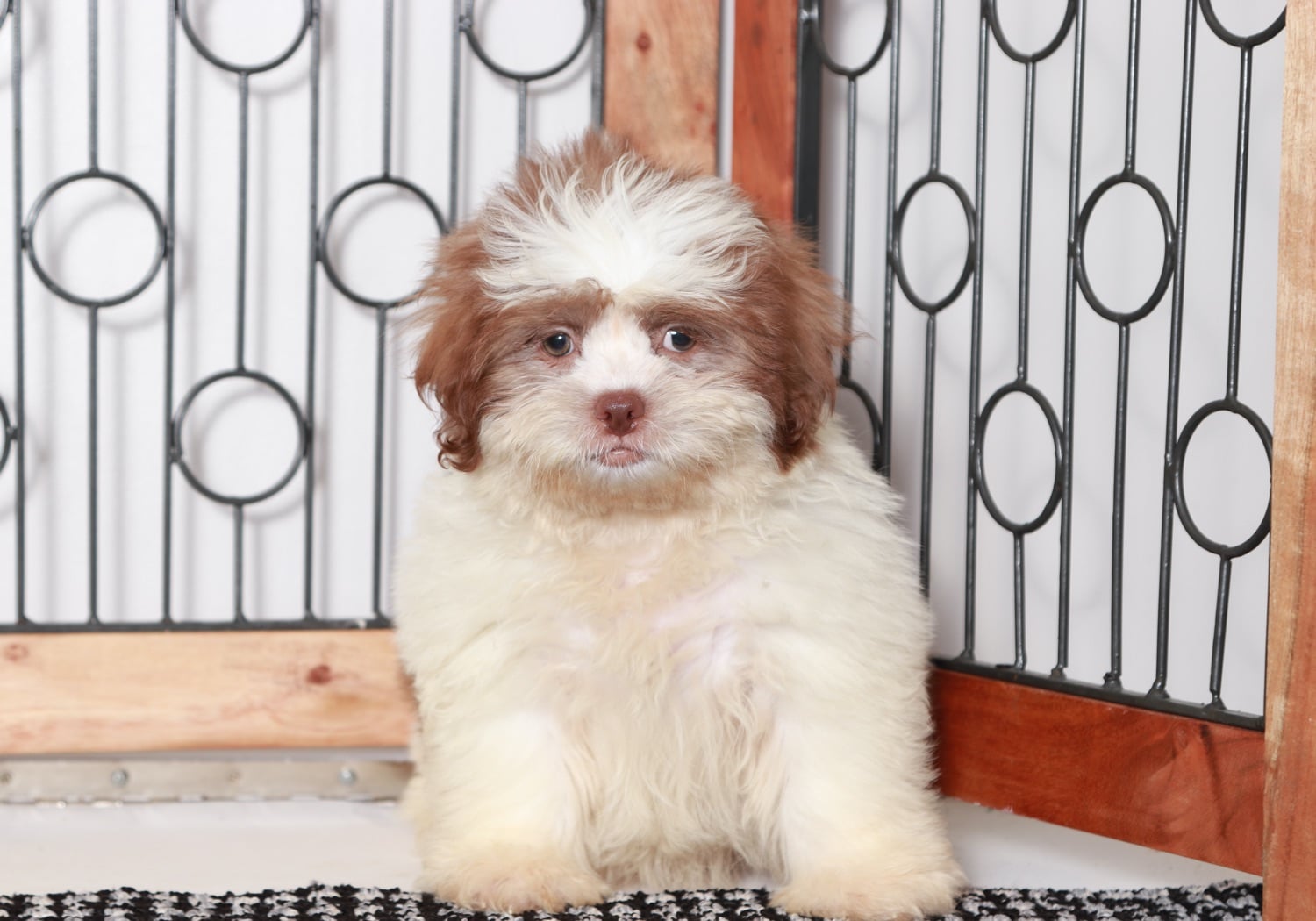 Lucas - Awesome Little Male Teddy Bear Puppy - Puppies Online