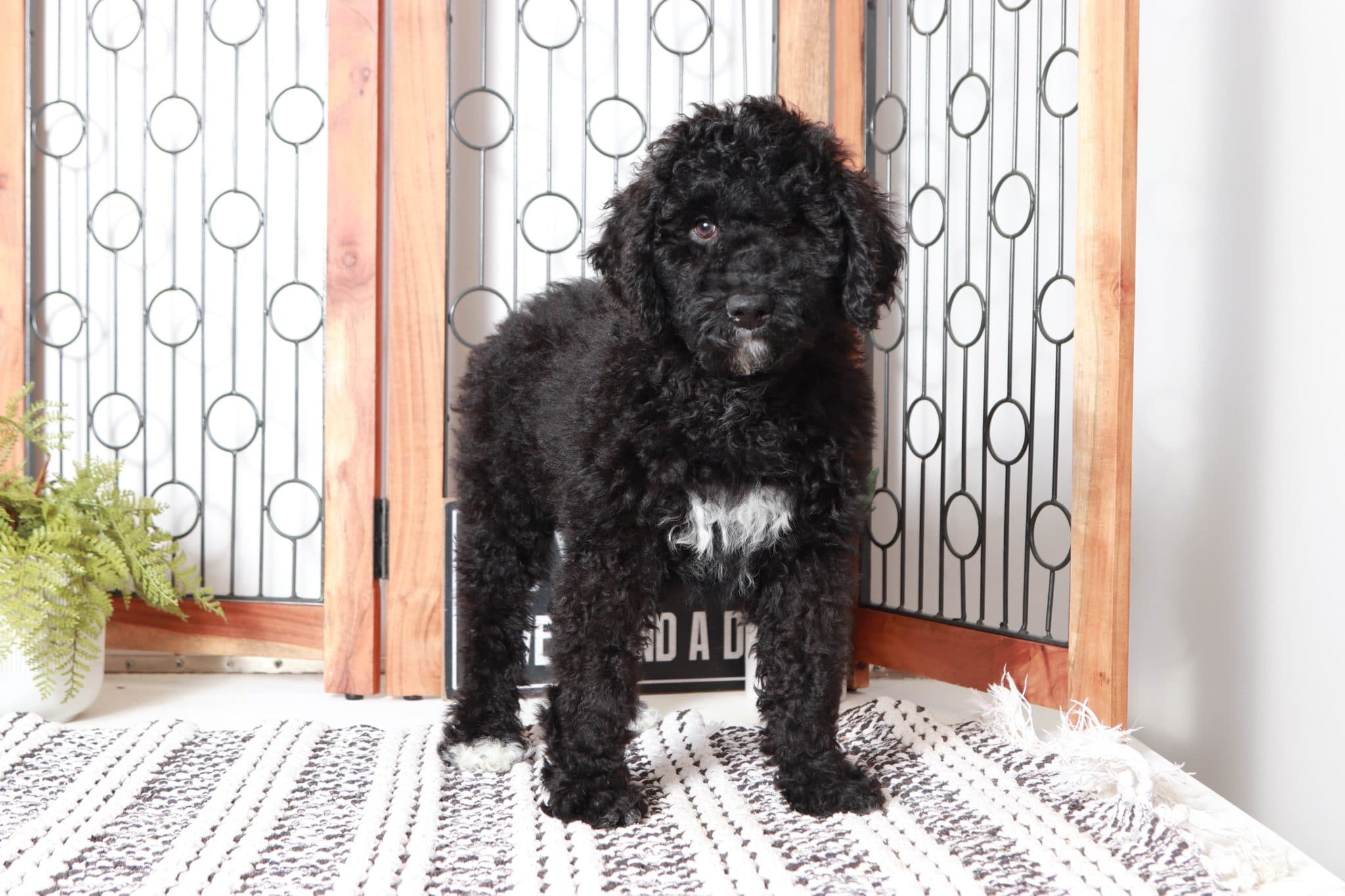 Lucy- Cuddly Black Female Portadoodle Puppy - Puppies Online
