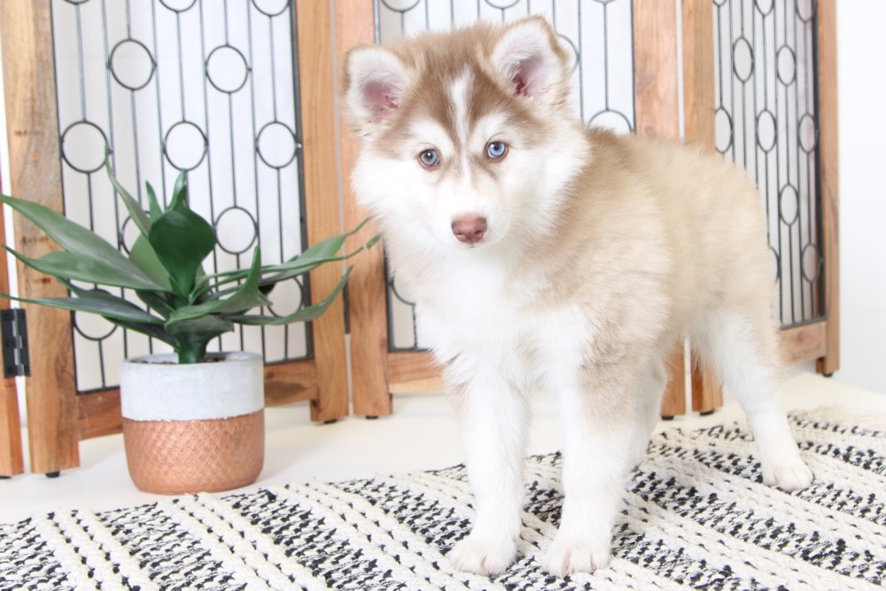 Luna- Stunning Female Pomsky Puppy - Puppies Online