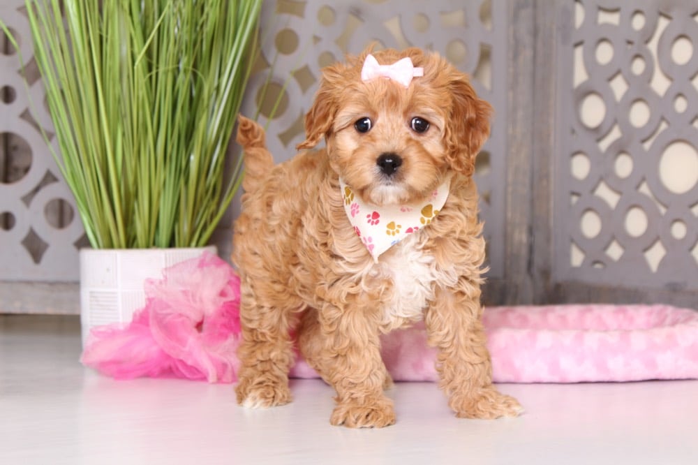 Luna - Most Adorable Little Red CavaPoo Puppy - Puppies Online