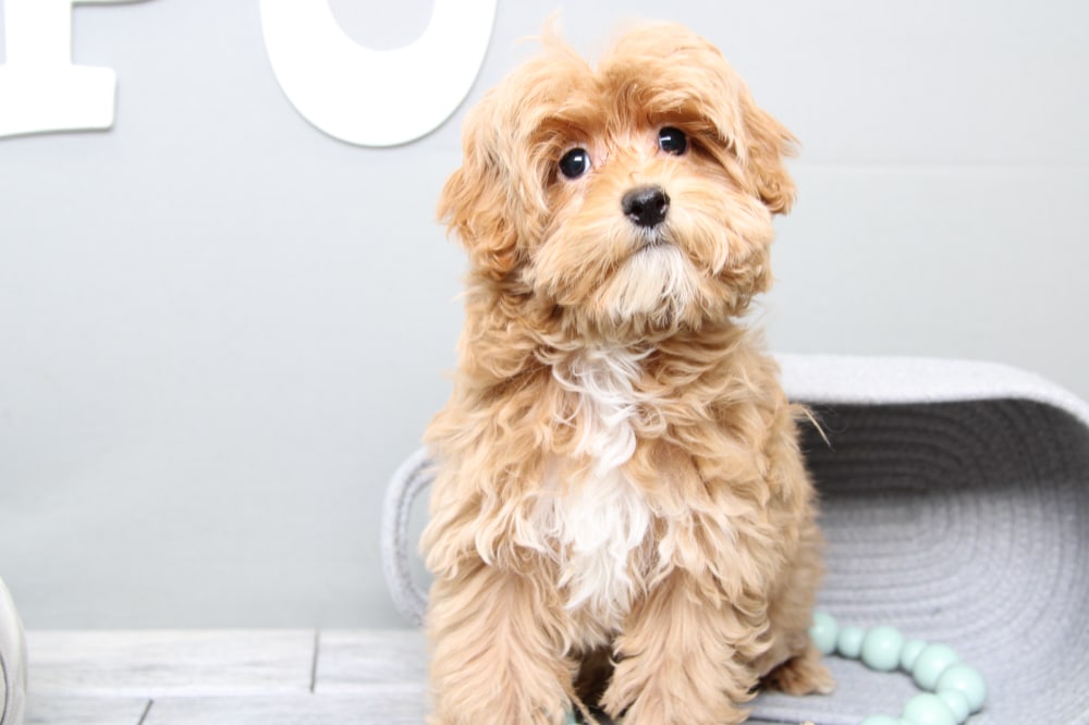 Mable - Courageous Red Female Maltipoo Puppy - Puppies Online