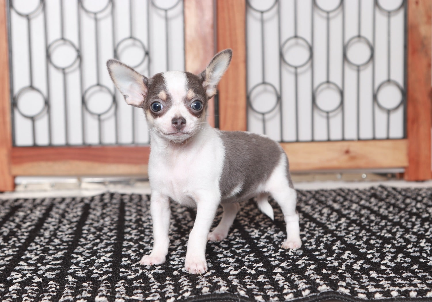 Maisie - Adorable Blue Tri Colored Female Chihuahua Puppy - Puppies Online
