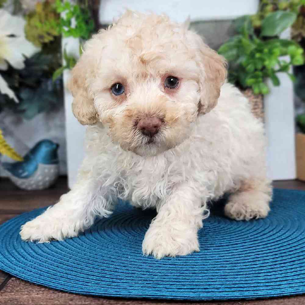 Marco - Stunning Male Miniature Poodle Puppy - Puppies Online
