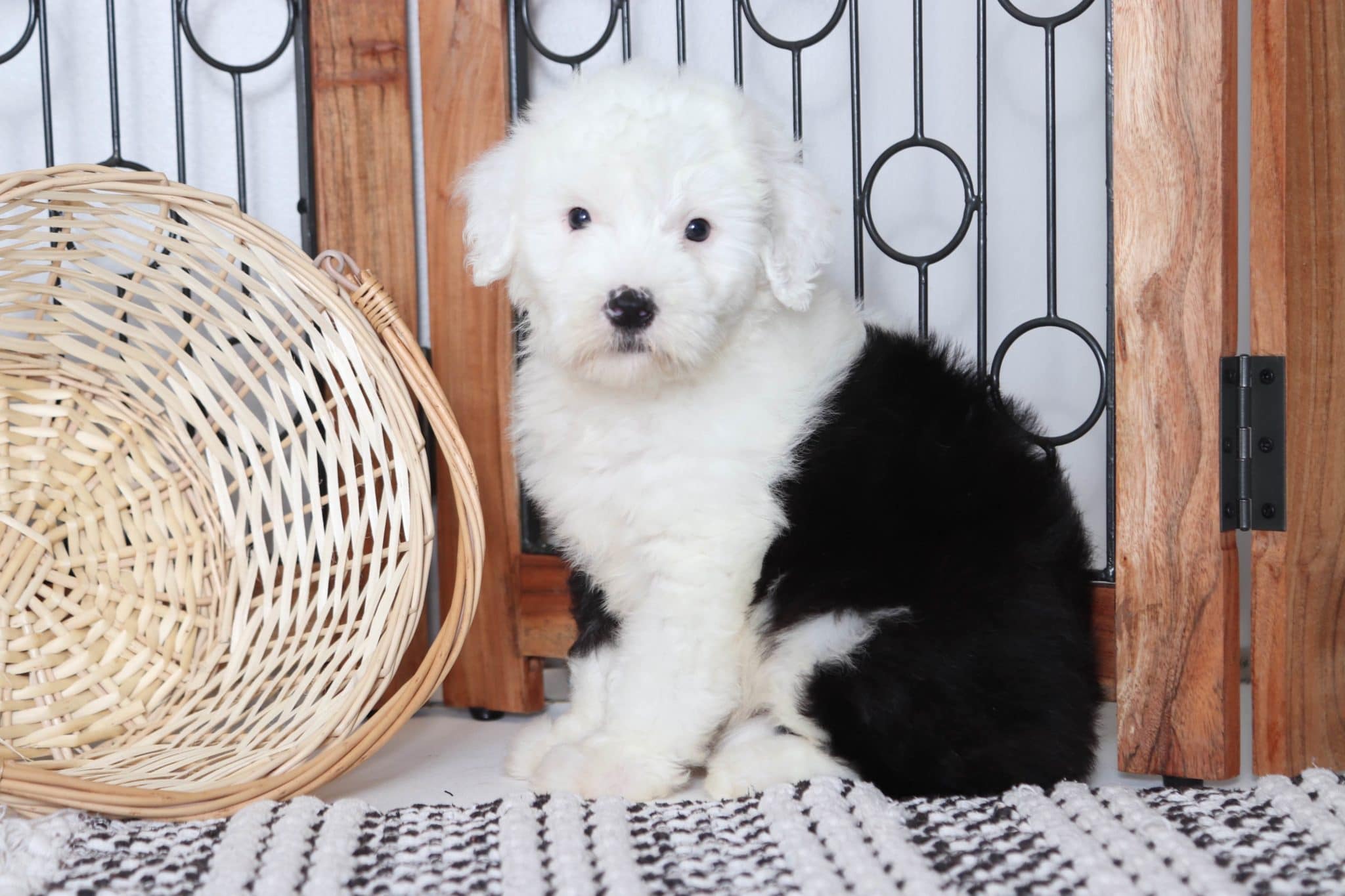 Max - Handsome Male Sheepadoodle Puppy - Puppies Online