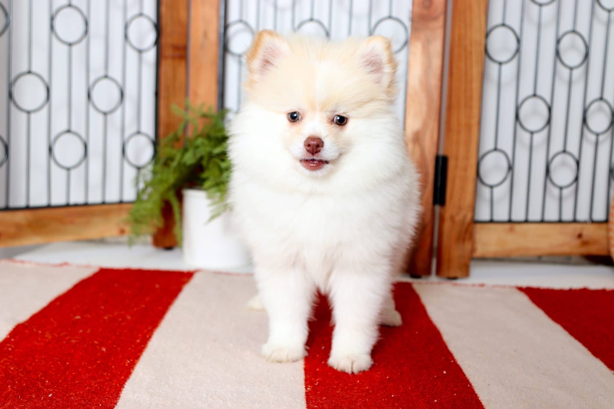 Max Adorable Little Pomeranian Puppy - Puppies Online
