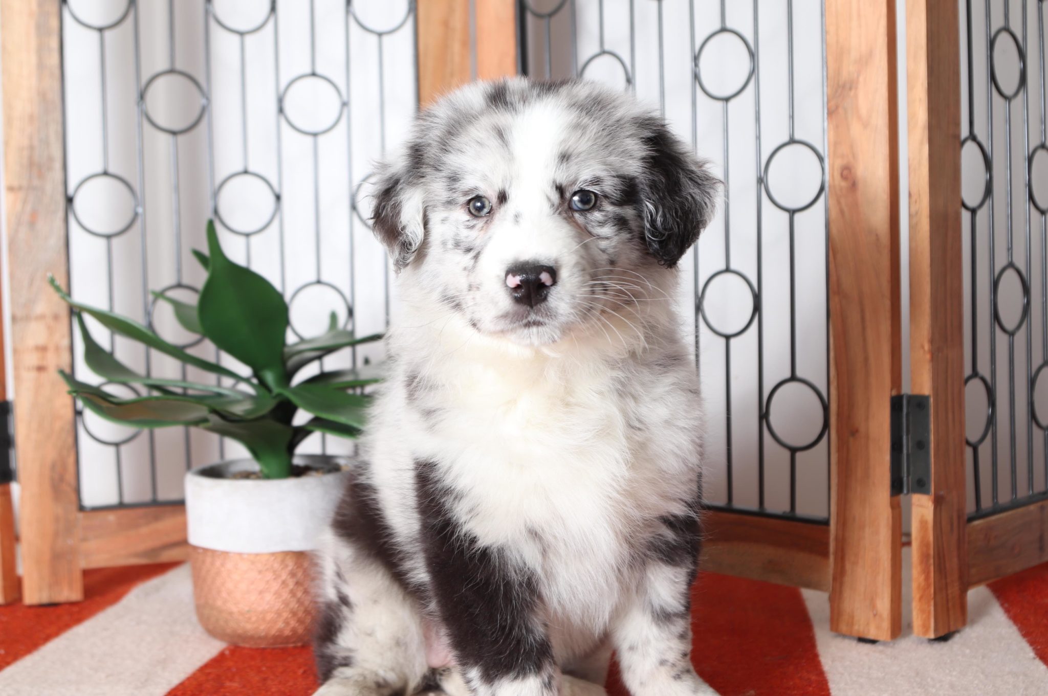 Meg - Adorable Blue Merle Female ICA Australian Shepherd - Puppies Online