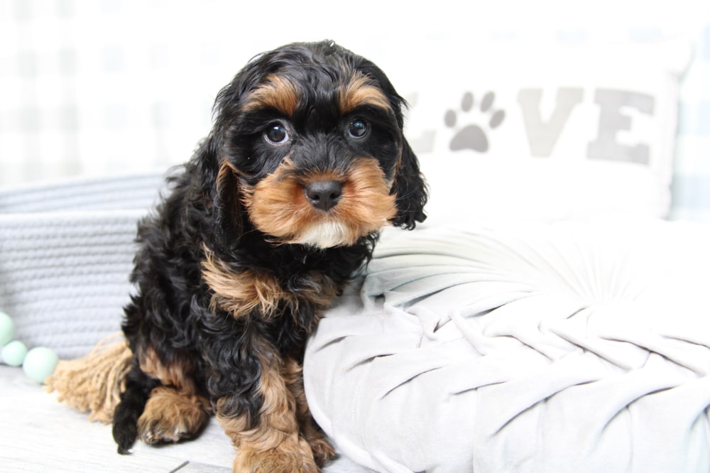Merida - Joyful Black Tri Female Cavapoo Puppy - Puppies Online
