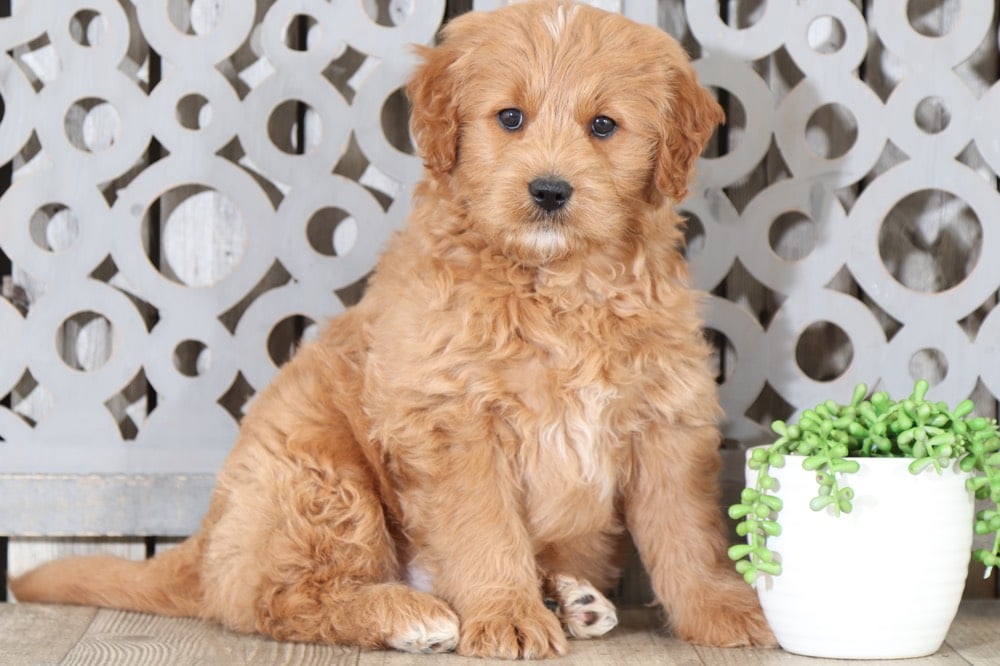 Merlin - Super-Cool, Mini, Golden Doodle Puppy - Puppies Online