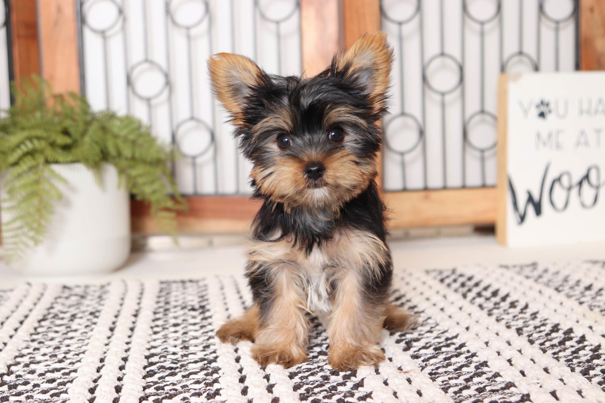 Mia - Pretty Little AKC Female Toy Yorkie - Puppies Online