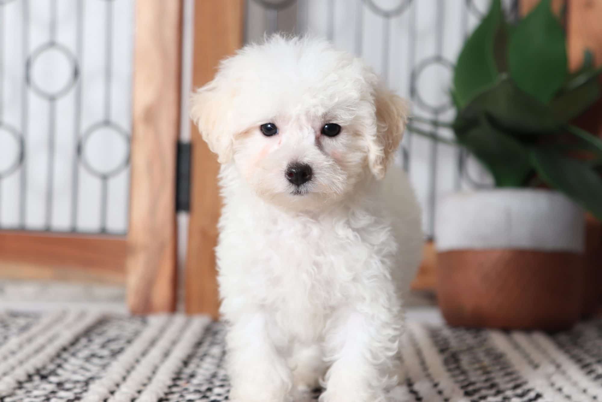 Mickey - Astounding Toy ICA Male Poodle - Puppies Online