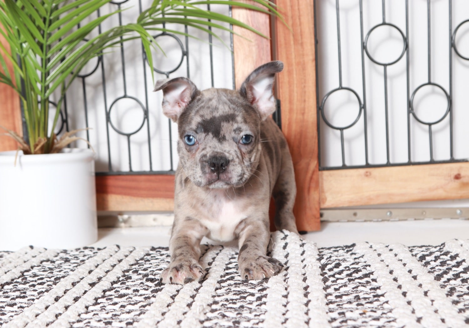 Mike - Amazing Male Blue Frenchton Puppy - Puppies Online