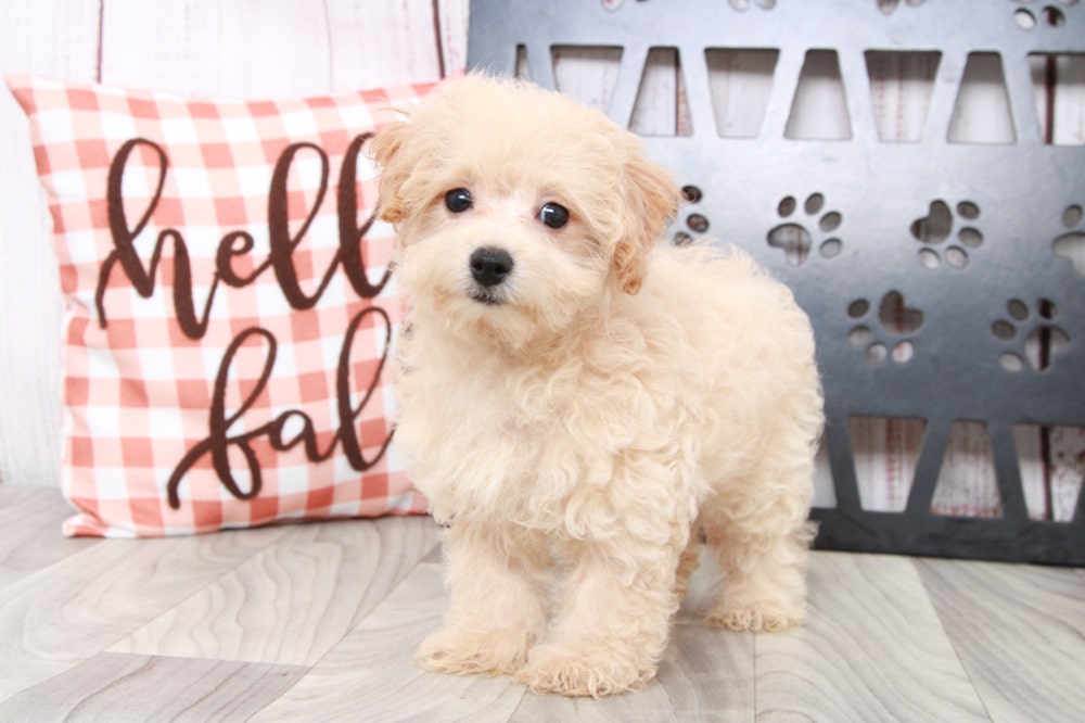 Milo - Lovable Cream Male Maltipoo Puppy - Puppies Online