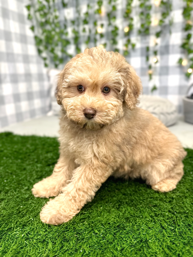 Milo - Cute Male Mini Poodle Puppy for Sale in Georgia - Puppies Online