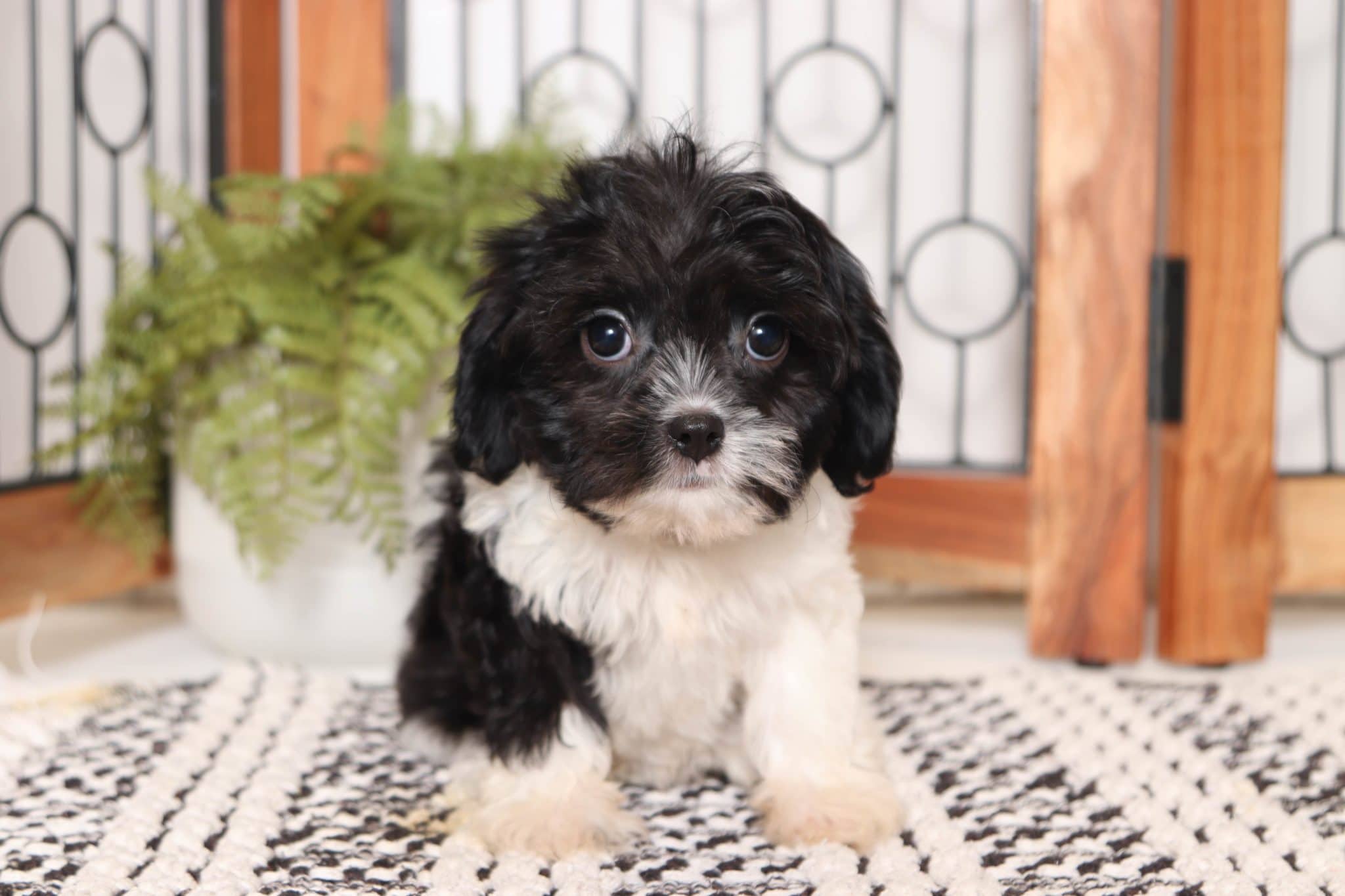 Miriam - Gentle Little Female Cavapoo Puppy - Puppies Online