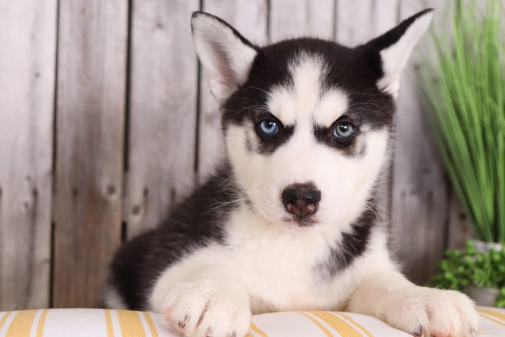 Misty - Cuddly Husky - Puppies Online