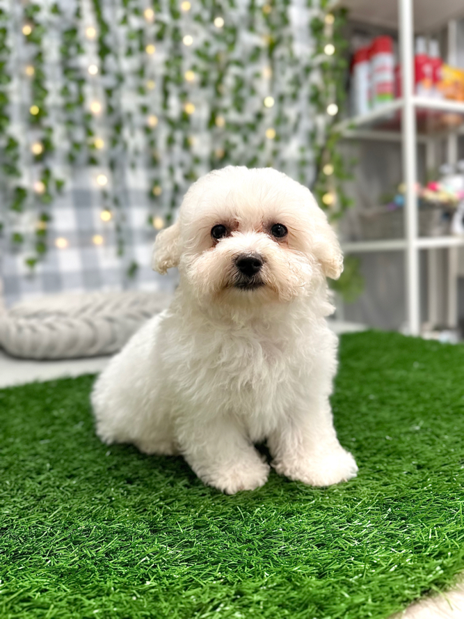 Misty- Cuddly Female Bichon Frise Puppy - Puppies Online