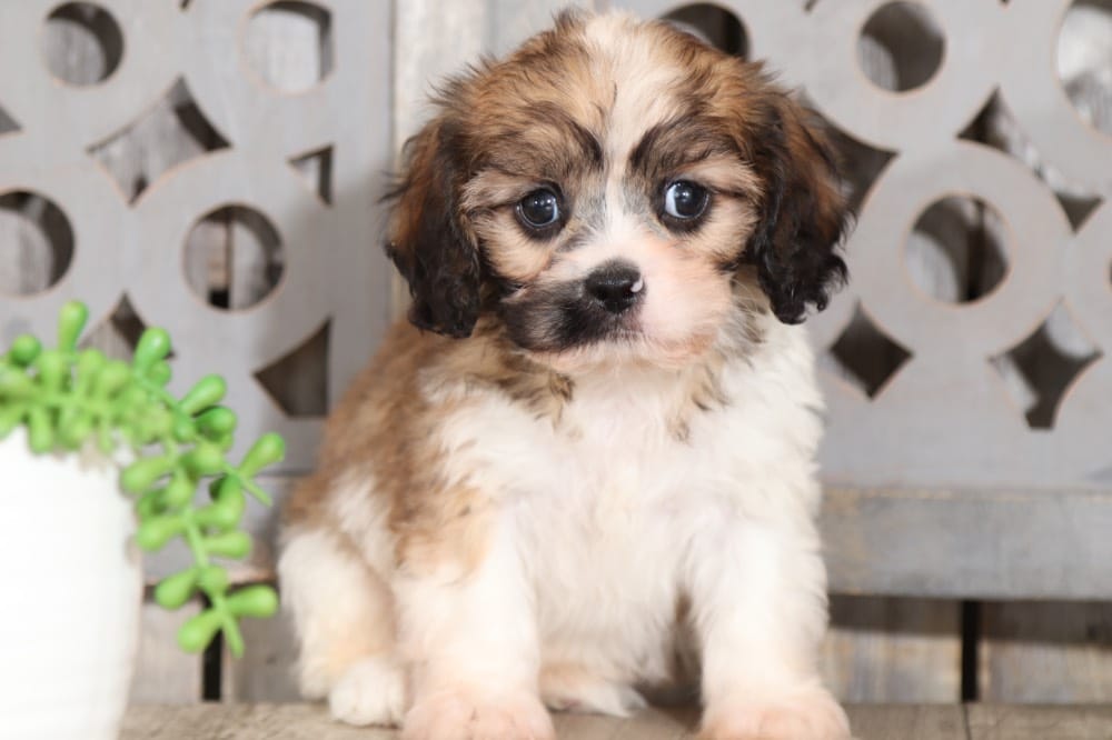 Moe - Attractive Little Lhasa Chon - Puppies Online