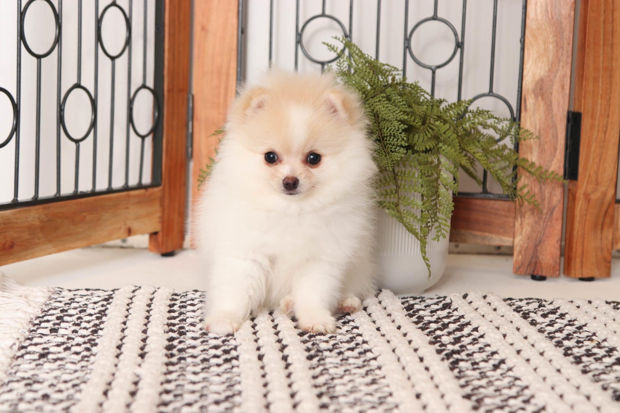 Monica - Beautiful Female Pomeranian Puppy - Puppies Online