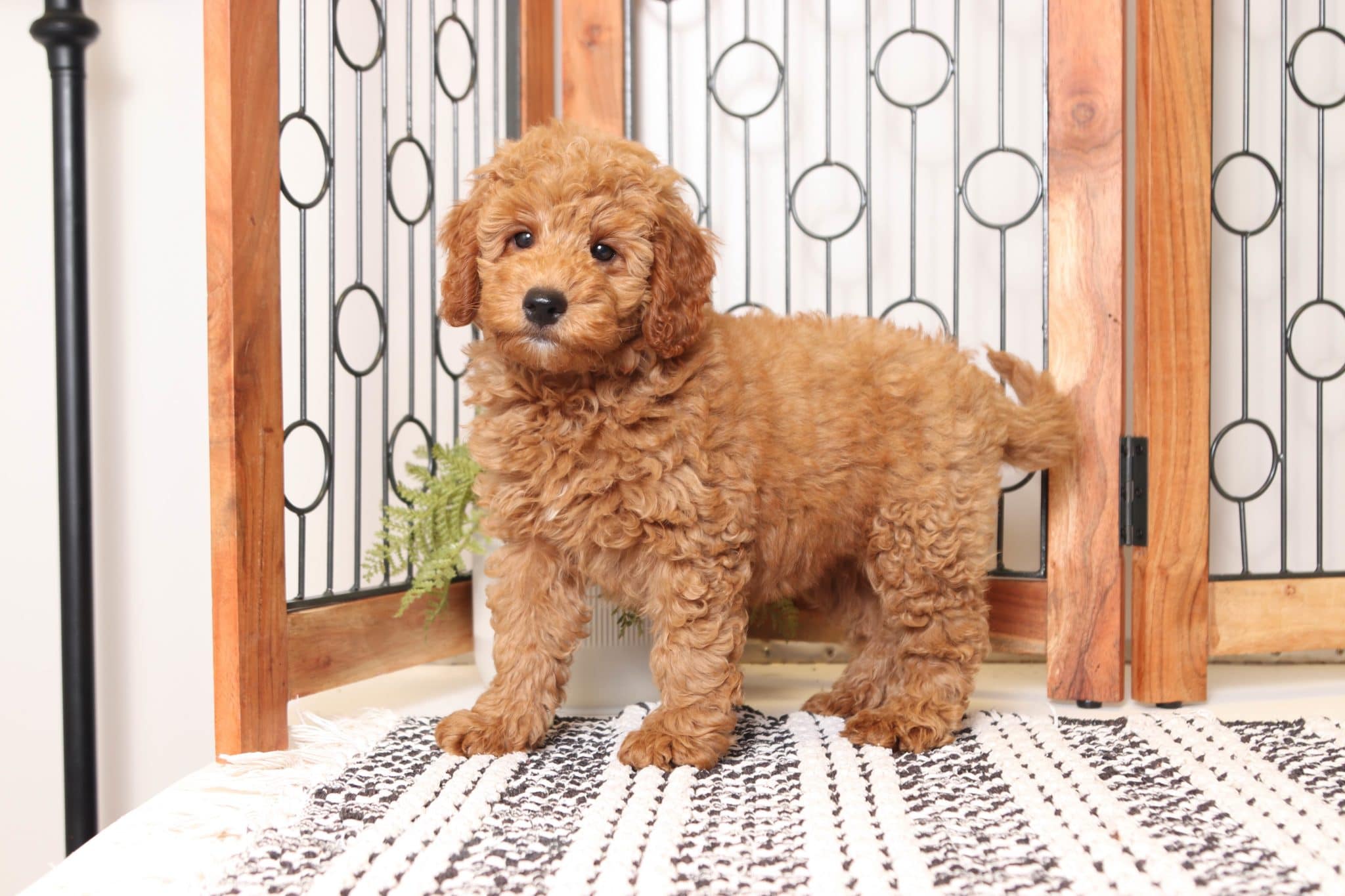 Montana- Fun Mini Female F1 Goldendoodle - Puppies Online